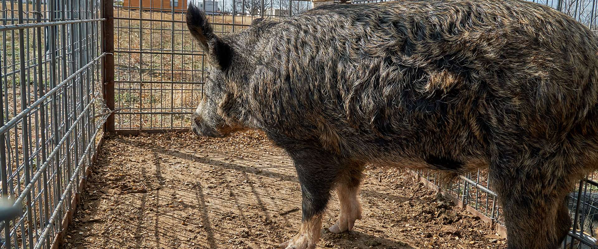 Trapping - Striker Outfitters